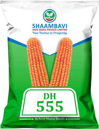 DH 555 – Shaambhavi Agri Seeds